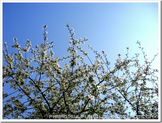 Paradisul Florilor: Visin inflorit
